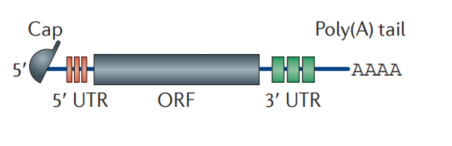 从新冠候选疫苗 BNT162b 看 mRNA 疫苗 - 知乎