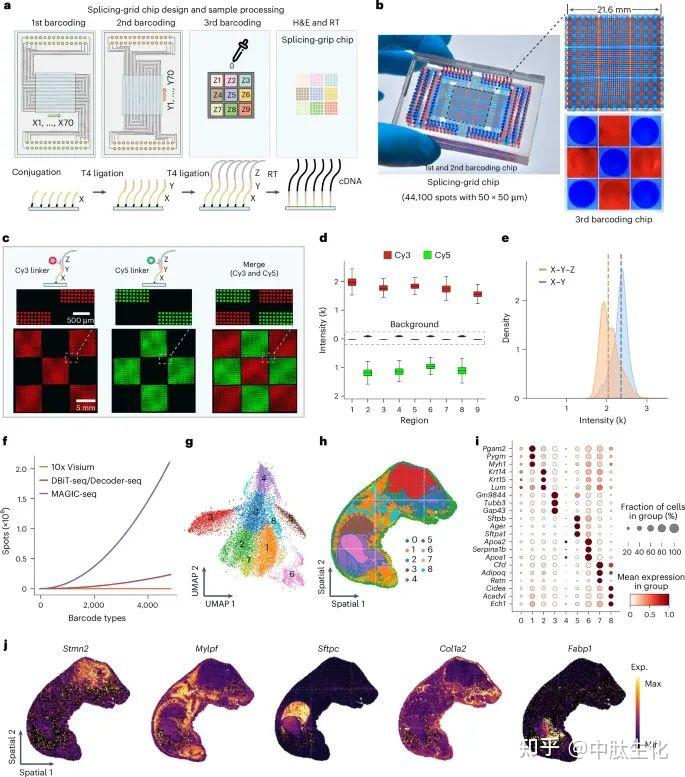Nature Genetics：高通量空间转录组技术推动器官发生研究：MAGIC-seq为临床多组学研究提供新工具 - 知乎
