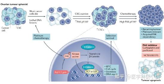 Nat Rev Cancer综述: 靶向FAK的抗癌联合疗法 - 知乎