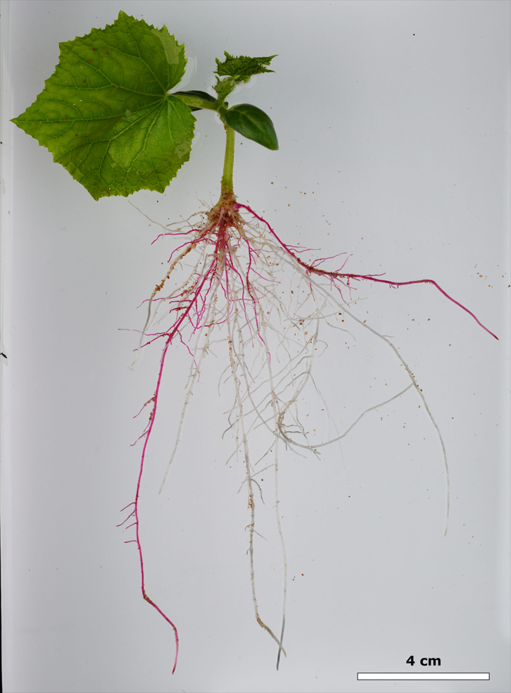 RUBY报告系统 | 一种新的可直接通过肉眼观察植物组织累积红色甜菜碱的报告系统 - 知乎