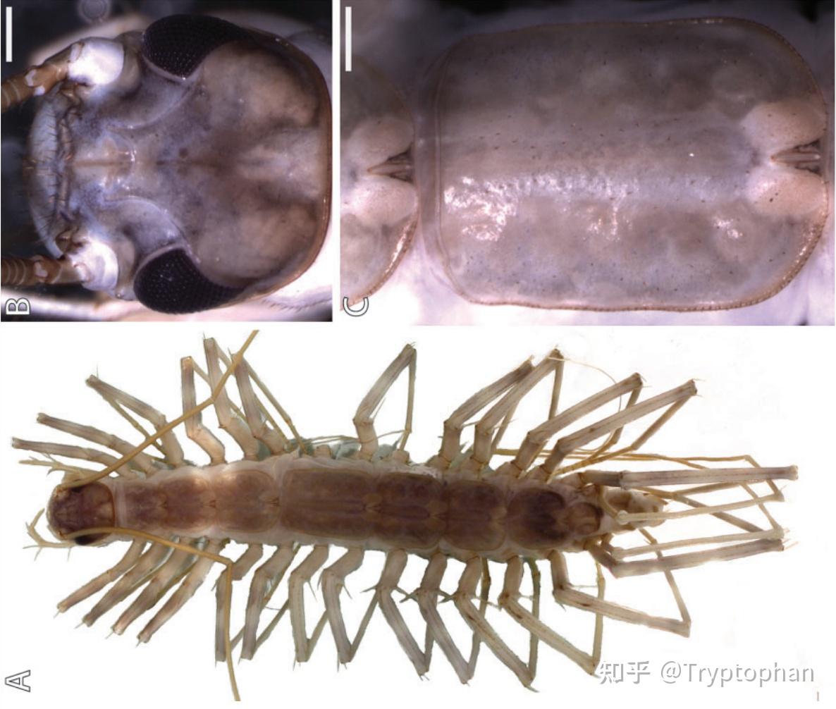 【Scutigeromorpha 】世界蚰蜒属征译名 分类 图鉴 - 知乎