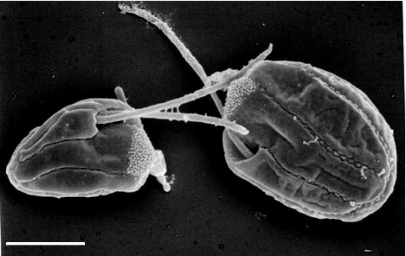 【古菌域全系列14】隐藻界Cryptista：隐于世间而影响世界 - 知乎