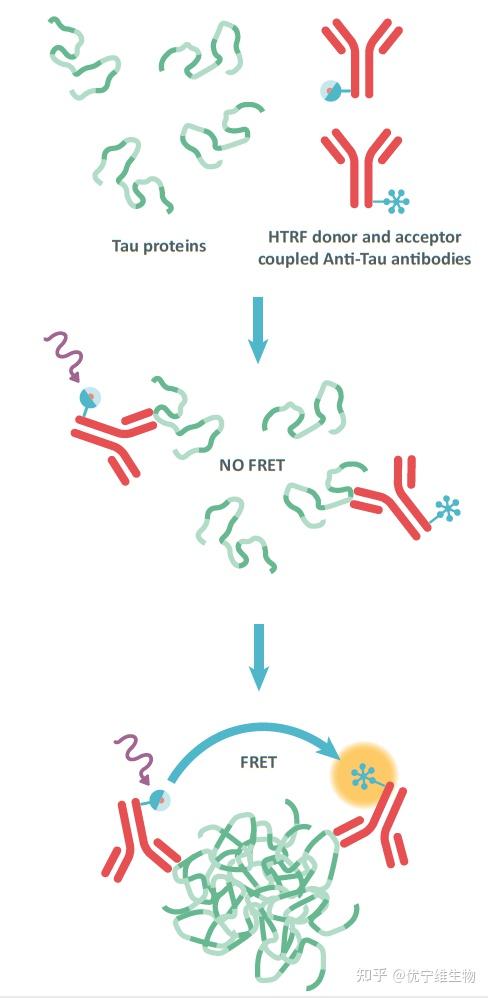HTRF技术在Tau蛋白研究中闪闪发光 - 知乎