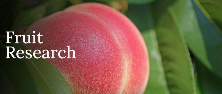 河南农业大学发现桃NAC25的过量表达促进花青素的生物合成 - 知乎