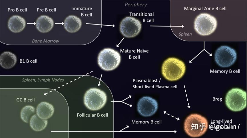 文献阅读——Naive human B cells engage the receptor binding domain of SARS ...