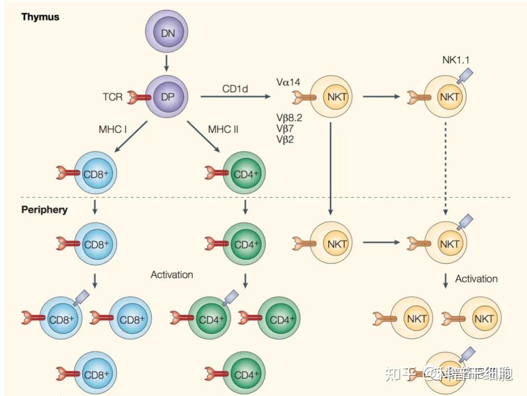 关于NKT细胞，你想知道的在这里 - 知乎