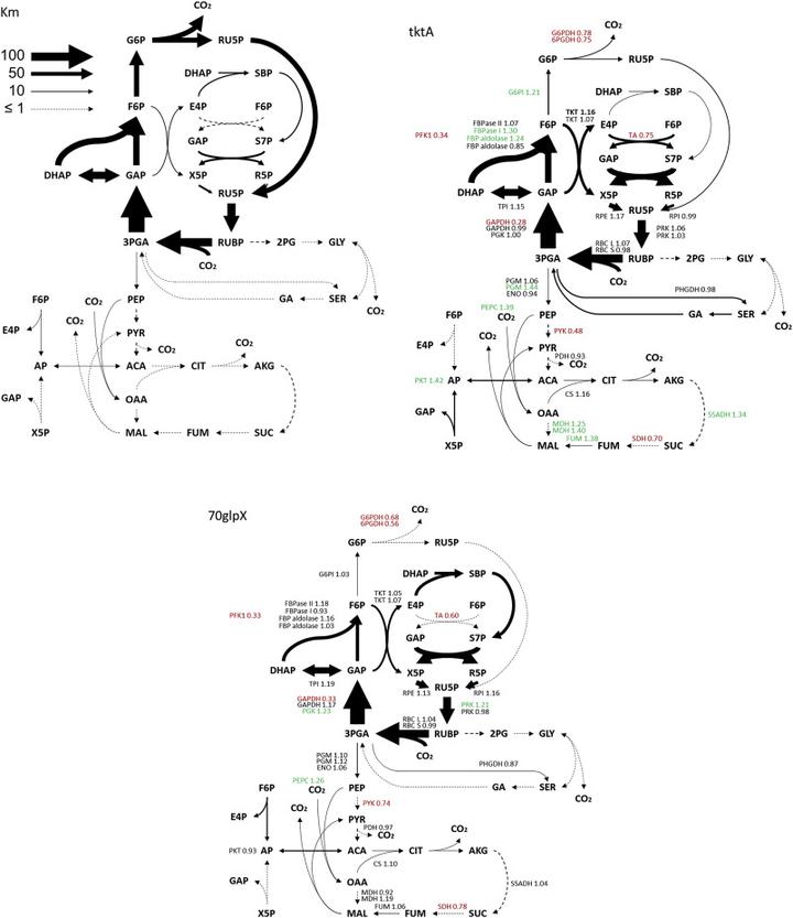 利用多维组学揭示集胞藻的CBB循环调控机制 - 知乎