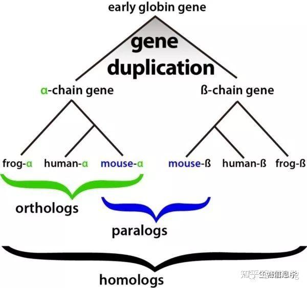 快速寻找同源基因---自动化运行OrthoMCL - 知乎