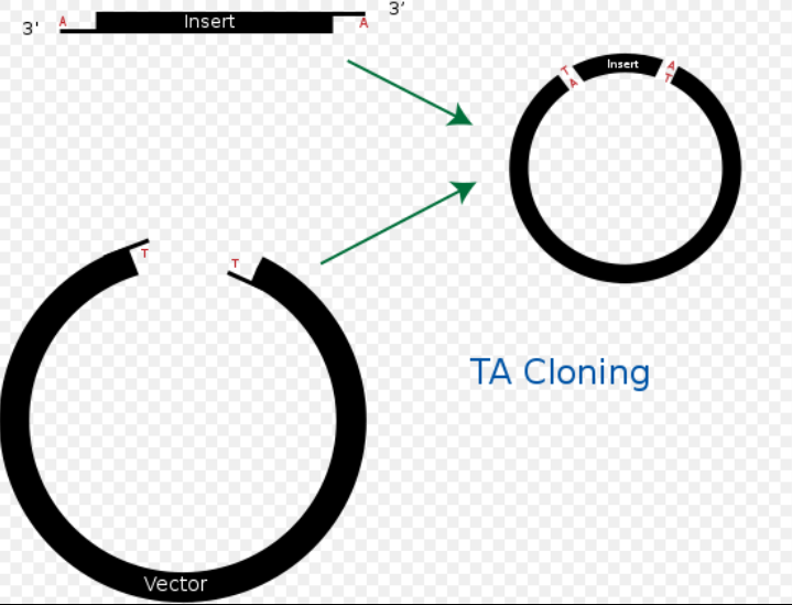 克隆方法哪家强？ - 知乎
