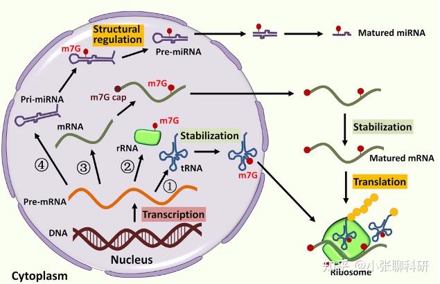 国自然创新 | m7G甲基化崭露头角，快上车！（基础篇） - 知乎