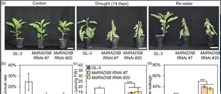 【Plant Biotech J】染色质重塑因子MdRAD5B通过偶联MdLHP1介导的H3K27me3增强苹果的耐旱性 - 知乎