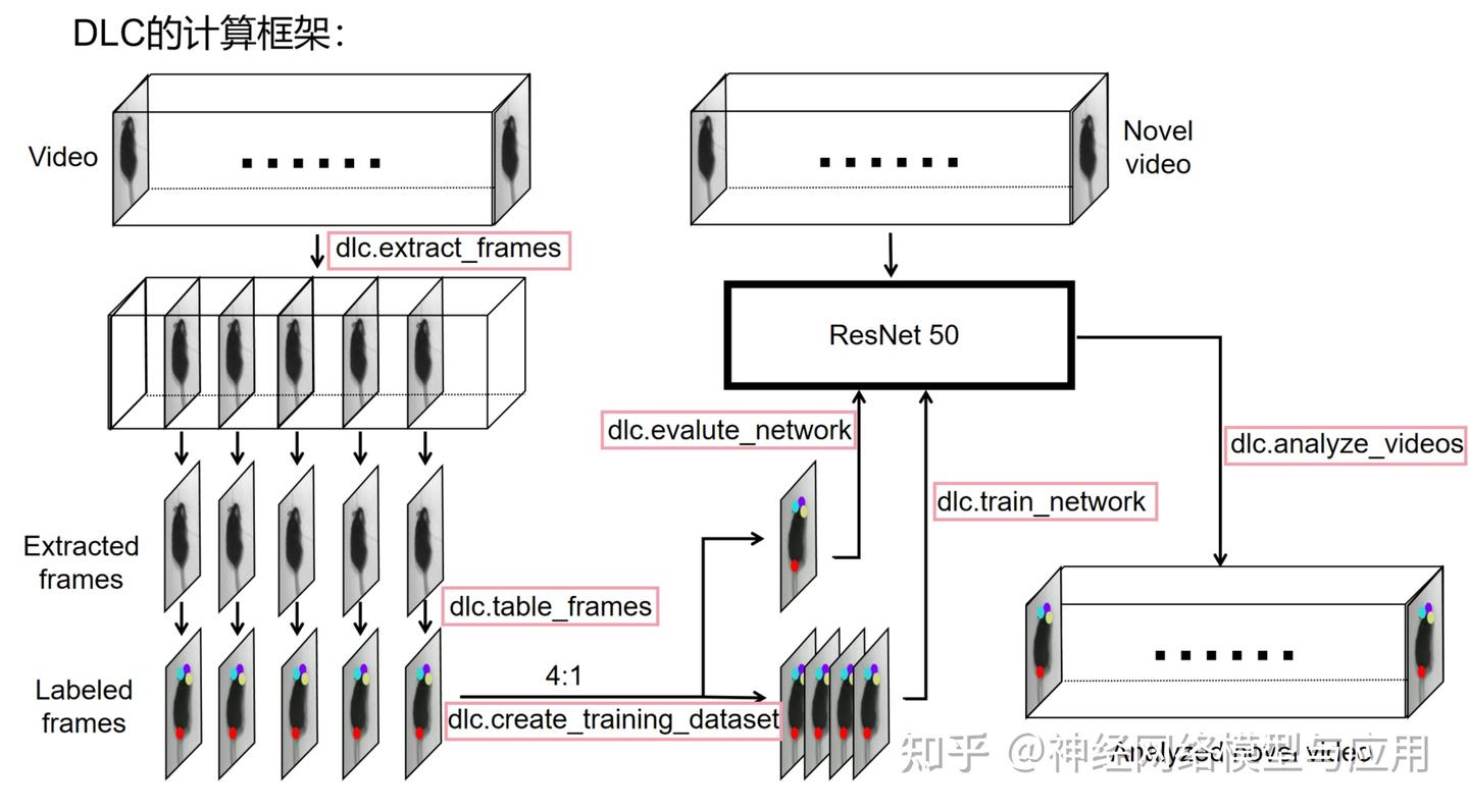 DeepLabCut：markerless pose estimation of user-defined body parts with ...