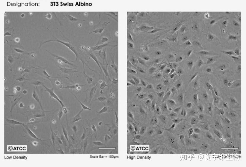 3T3-L1、3T6-Swiss albino、NCTC、HFF-1、成纤维细胞系培养合集来袭！ - 知乎