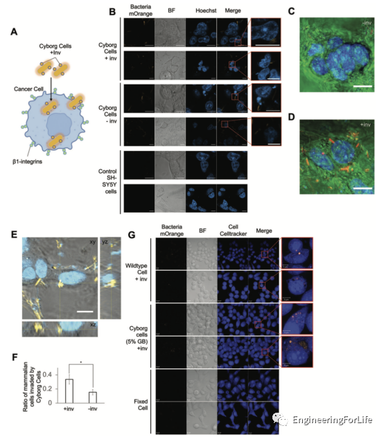 《Adv. Sci.》标新立异！：半机械细胞实现靶向癌细胞治疗 - 知乎