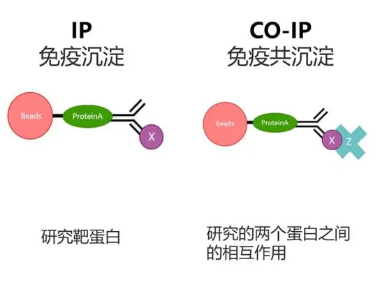 干货分享 | 蛋白实验—IP与CO-IP详细概述及结果解读 - 知乎