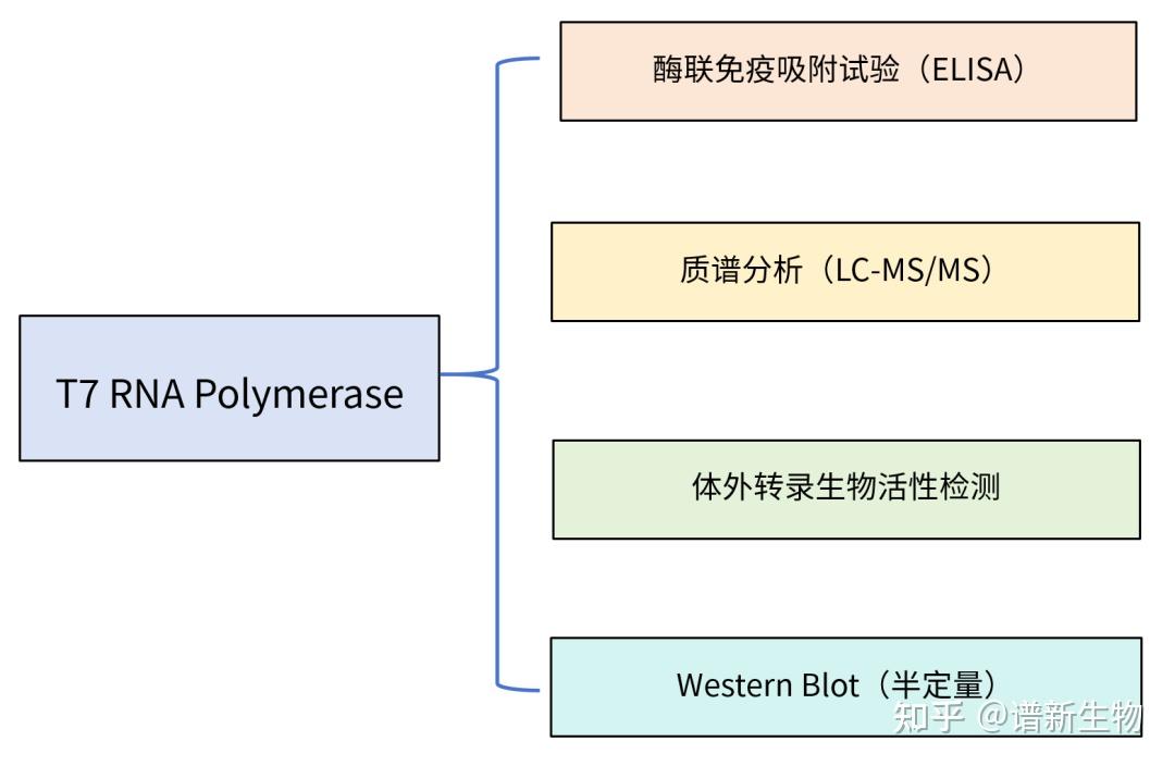 T7 RNA酶怎样转录单链DNA？ - 知乎