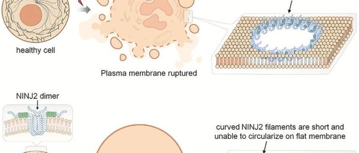 Cell丨NINJ1如何介导质膜破裂，以及NINJ2为何不能 - 知乎
