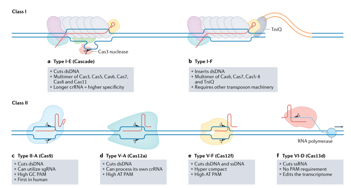 Nature（2023）| CRISPR治疗方法的进展 - 知乎