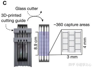 Cell | Open-ST 高分辨率3D空间转录组学技术绘制亚细胞精度的组织图谱 - 知乎