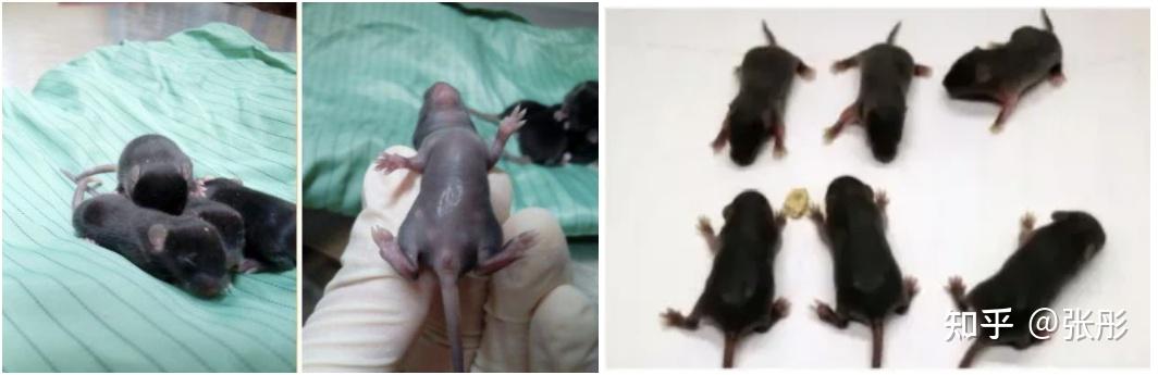 有会鉴别C57BL/6小鼠出生多久的吗？ - 知乎