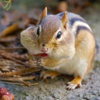 c++ algorithm(1) of STL ：std::inserter与std::back_inserter - 知乎