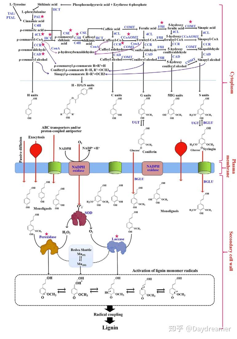 木质素与花青素的生物合成途径是什么？ - 知乎