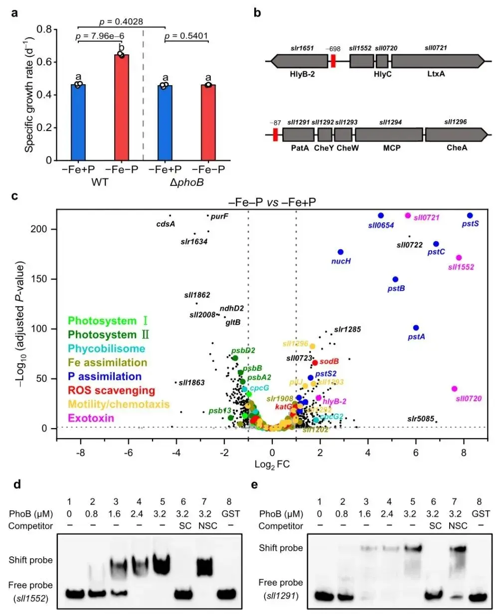 项目文章 | Nature Commun&蓝藻转录因子PhoB对磷/铁的营养元素限制的调控机制 - 知乎