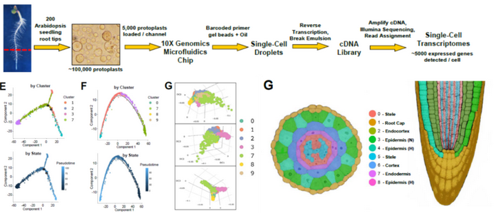 10×Genomics单细胞测序 - 知乎