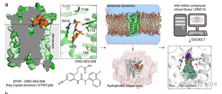 案例研究 | 分子对接发现 EP4R 拮抗剂在抗炎镇痛的潜力 - 知乎