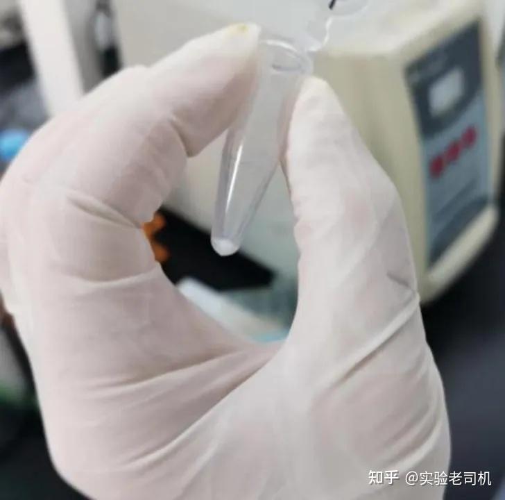 手把手教学 Trizol提取细胞rna的经验分享 知乎