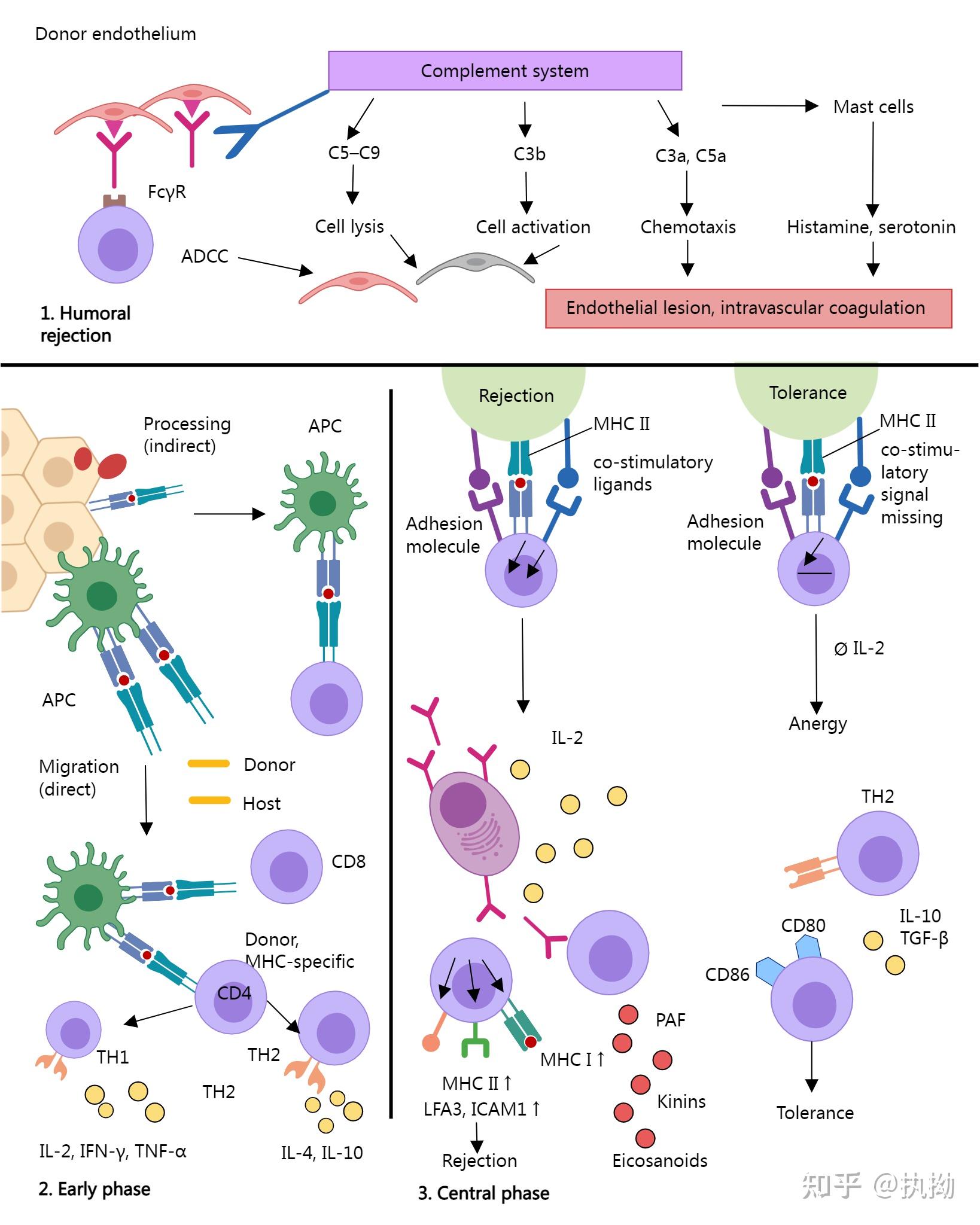 Biorender做完图，截图出来的图能用吗，会不会侵权? - 知乎