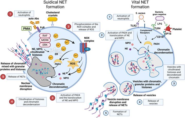 “Suicidal NETosis” 与 “Vital NETs 形成” 的不同点 - 知乎