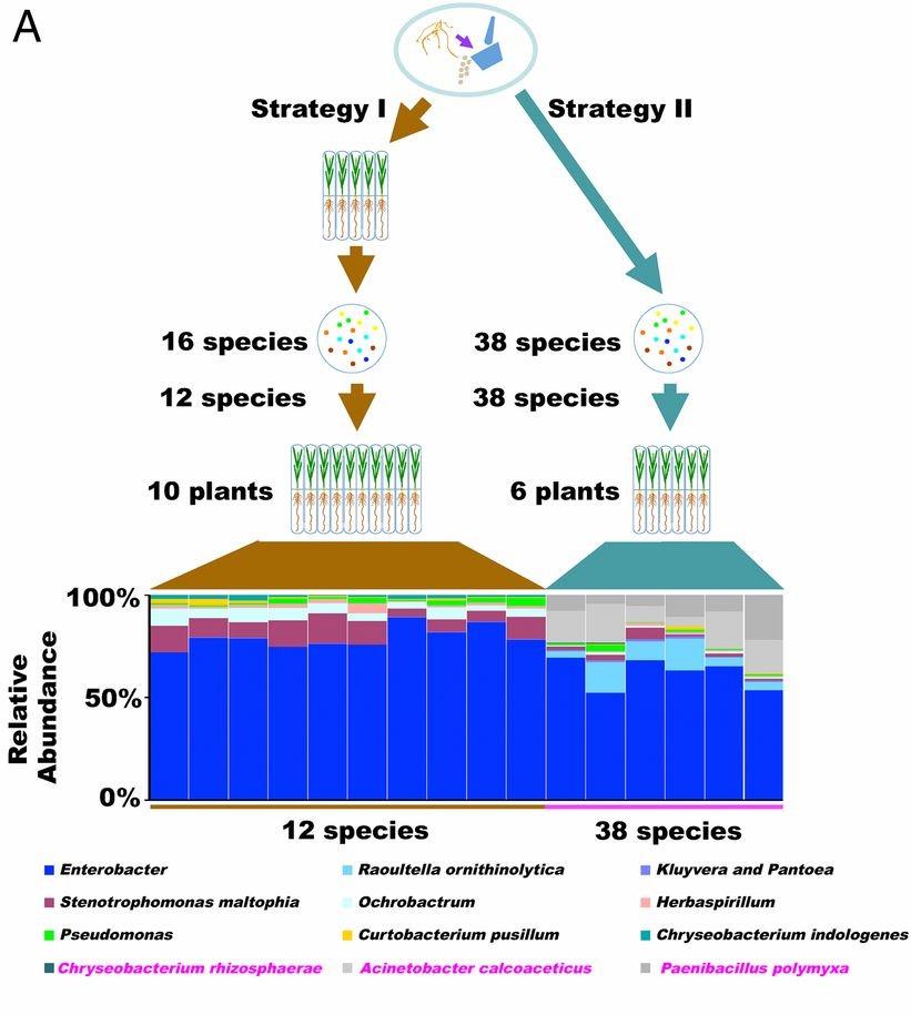 合成微生物群落（Syncom）丨一家人就要整整齐齐 - 知乎