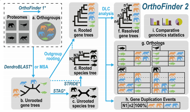 OrthoFinder 安装和使用 - 知乎