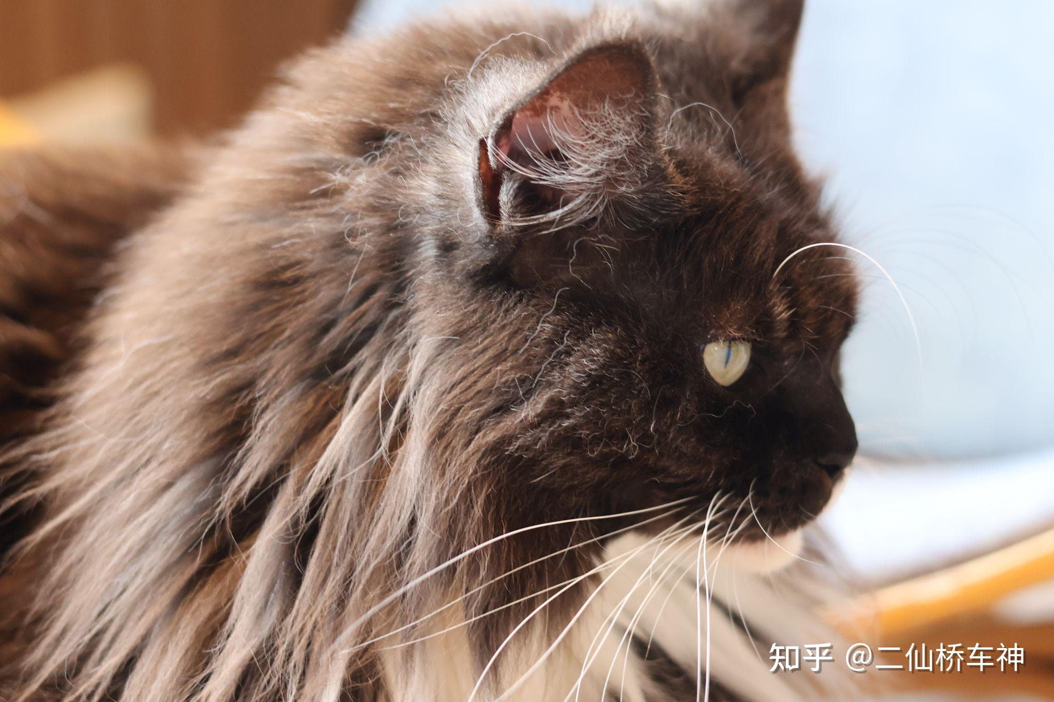 佳能r50发售价4599实际在平台上售价预计为多少? - 知乎