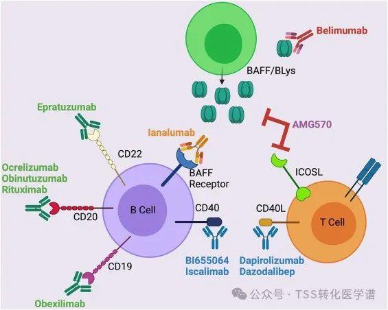 自免疾病: 系统性红斑狼疮 (SLE) 的靶向治疗进展 - 知乎