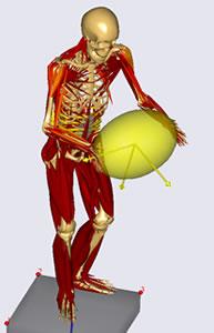 AnyBody人体建模仿真及生物力学分析系统_上海形宙数字技术有限公司