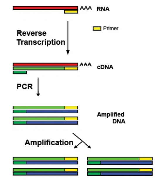 cDNA和基因组DNA的区别 - 知乎