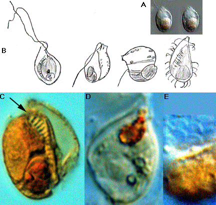 网鞭虫门Telonemⅰa ：形态特征最原始的色藻，却身世成谜 - 知乎