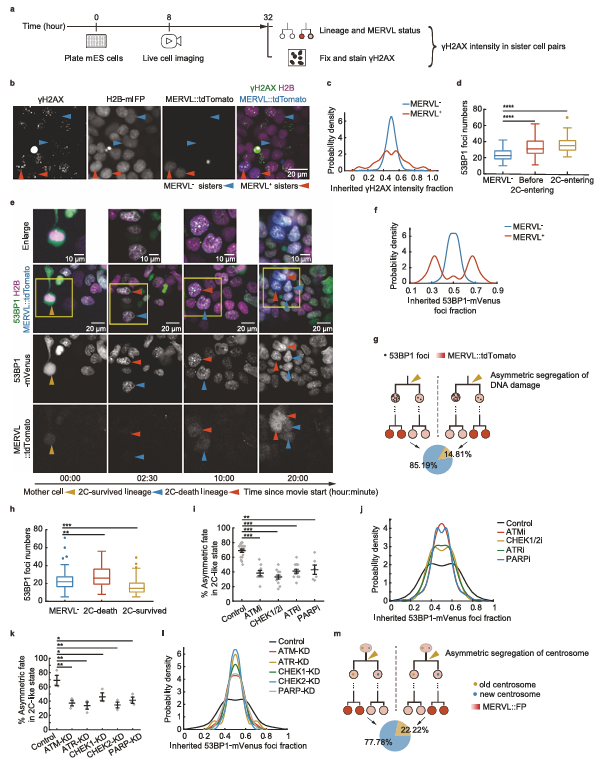 Cell Research：2C-like细胞通过不对称分裂恢复为ESC - 知乎