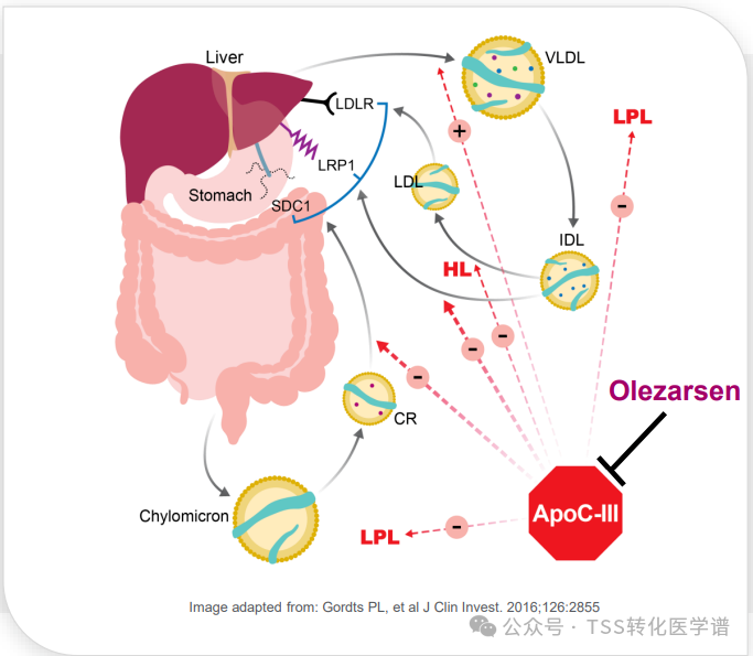 预计2025年获批的3款小核酸药物 - 知乎
