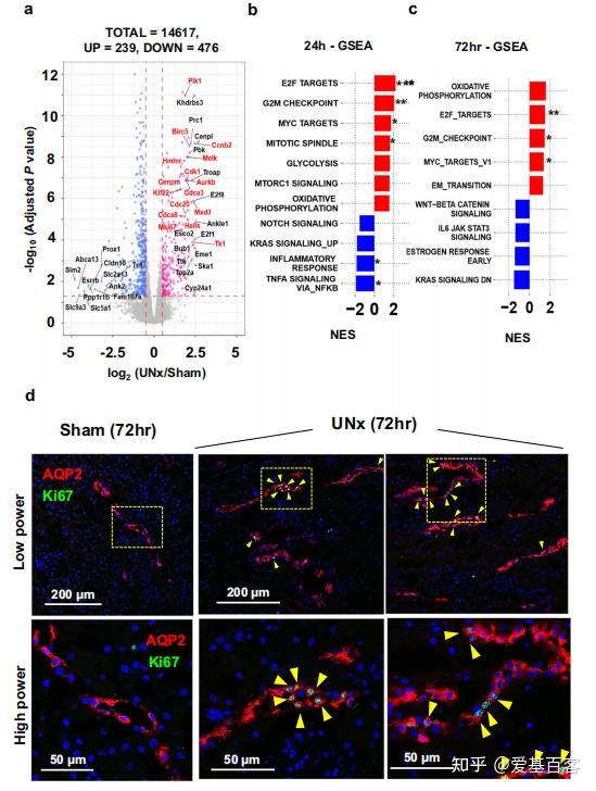 Nature子刊 | ATAC-seq、RNA-seq和蛋白组联合分析揭示脂质激活转录因子PPARα在肾脏代偿性肥大的作用机制 - 知乎