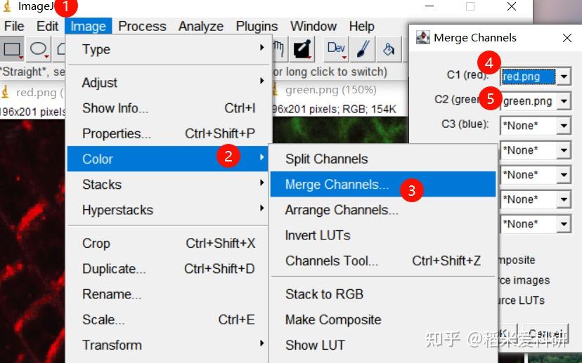 如何用imageJ做merge图? - 知乎