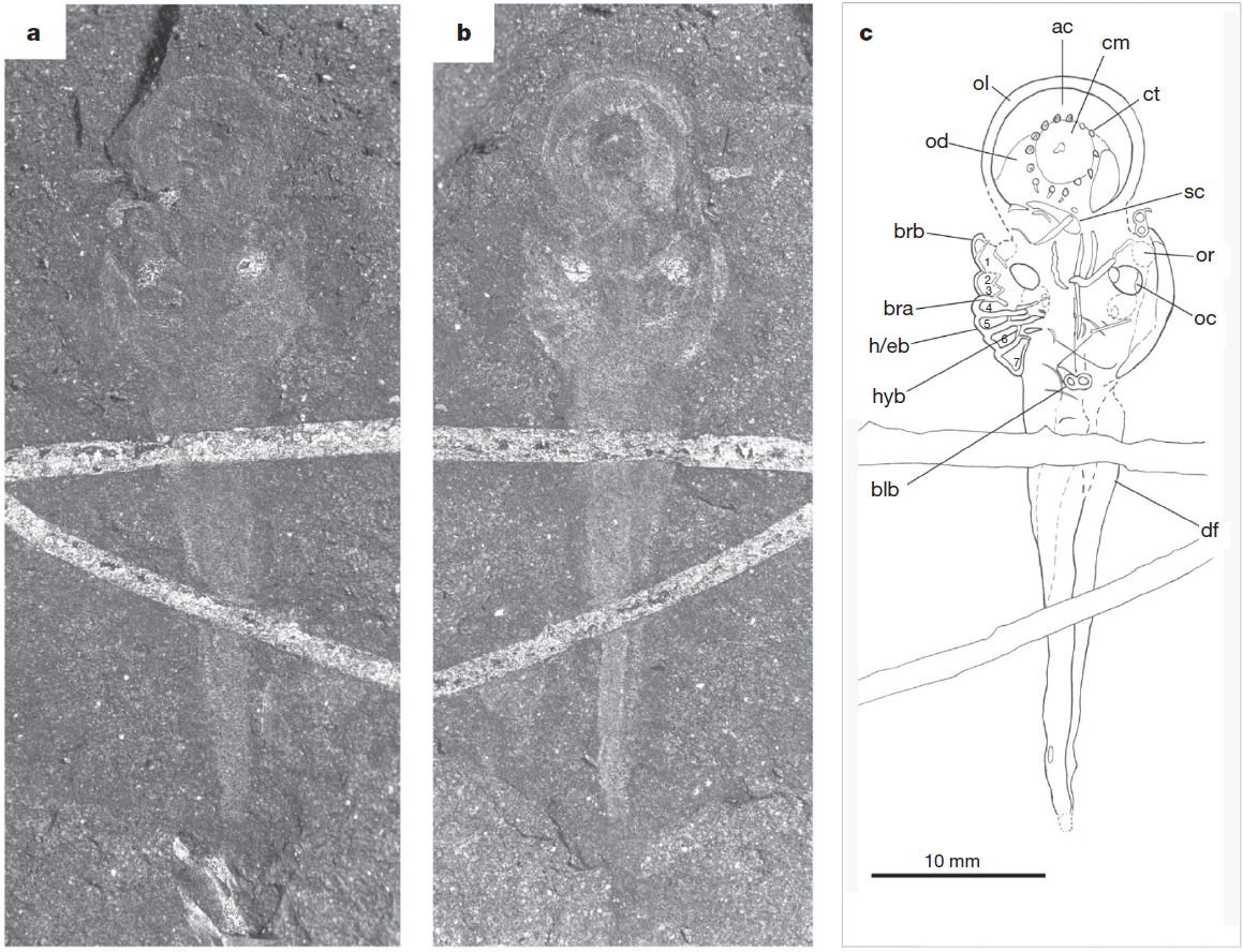 【地球演义】泥盆纪剧场：The End of Journey (I) - 知乎