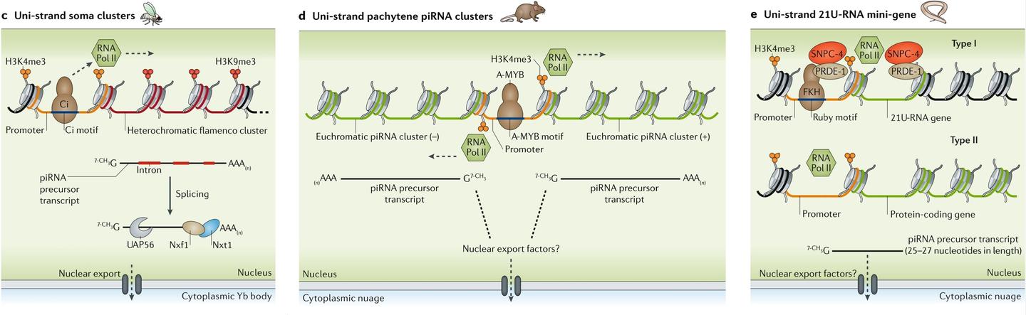 RNA干扰（一）——mi-！si-！pi-！ - 知乎