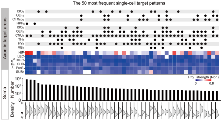 Science | Stereo-seq助力揭示小鼠海马脑区的空间投射规律 - 知乎