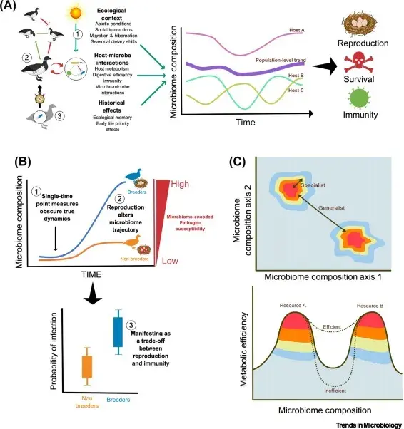 Trends Microbiol | 联系微生物组时间动态与野生宿主生态学 - 知乎