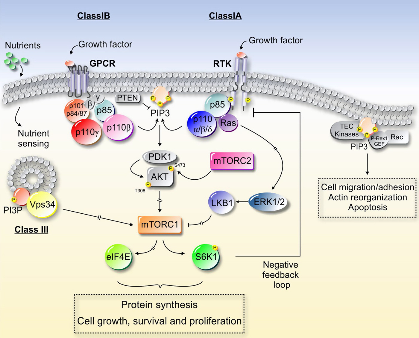 杰论系列 | 血小板磷酸化AKT的检测：一种用于评估PI3K/AKT抑制剂药效的生物标志物 - 知乎