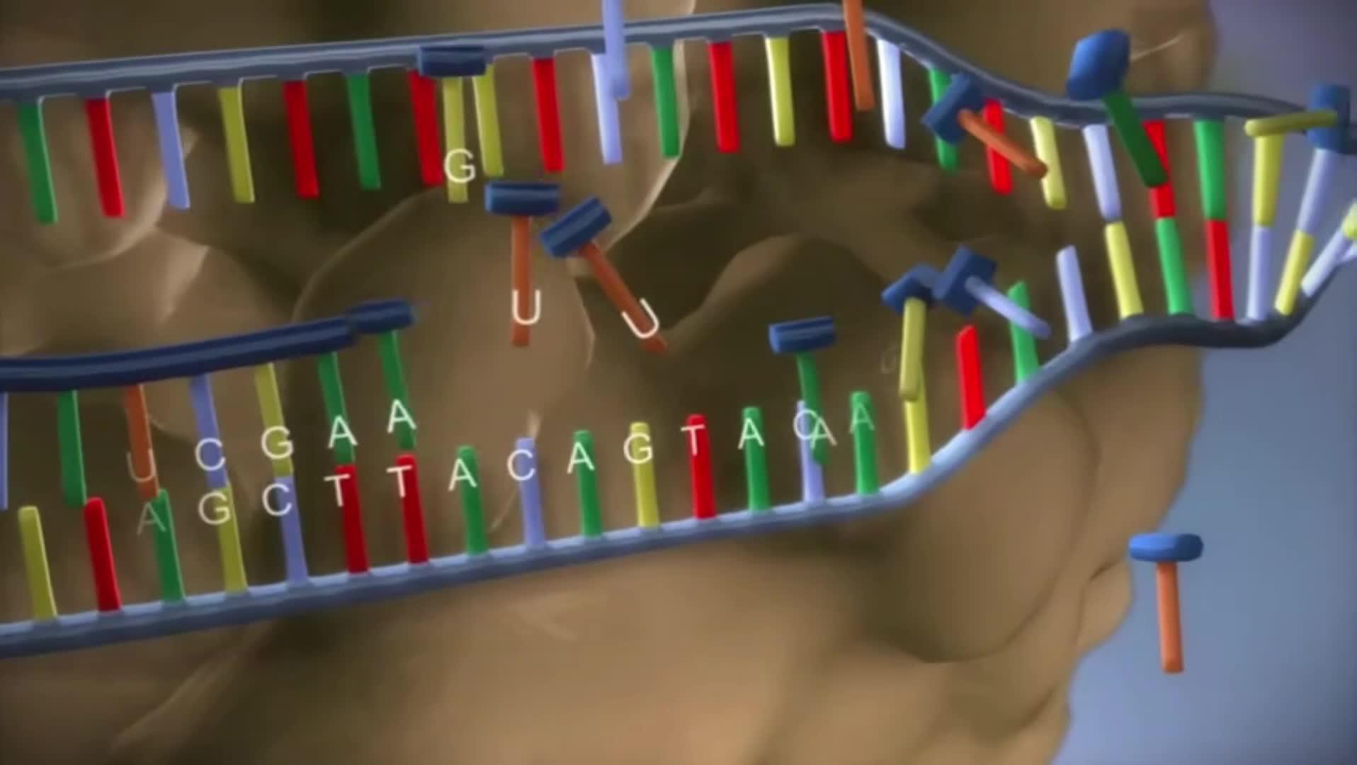 三分钟看懂：DNA复制、转录、翻译全过程 - 知乎