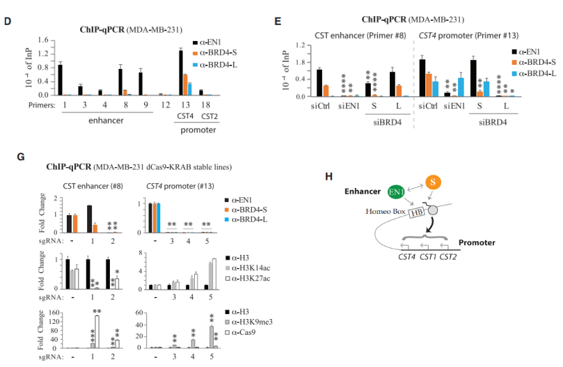 什么是ChIP 检测？ - 知乎